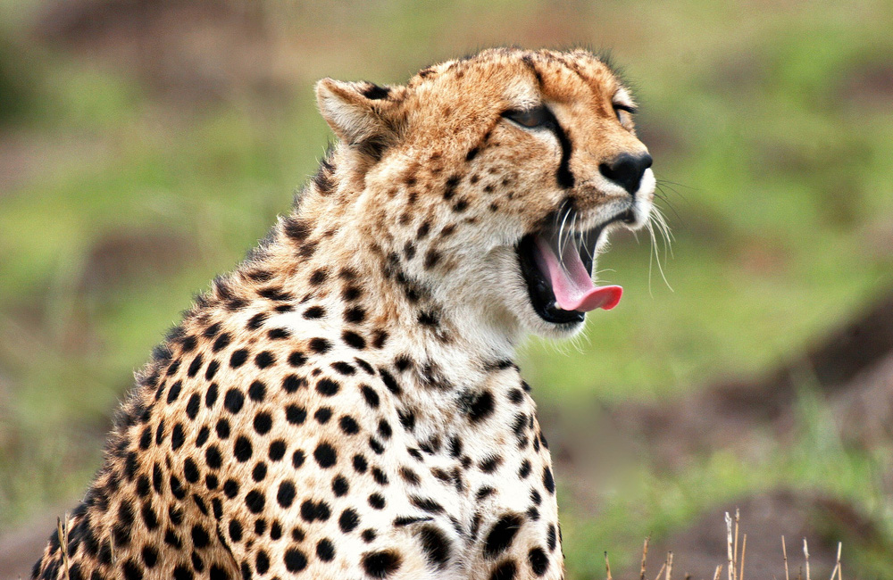 Praesent adipiscing mi eget ipsum imperdiet - Devin Dorosh